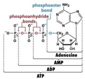 In the DNA backbone, which bonds exactly are considered ester bonds ...