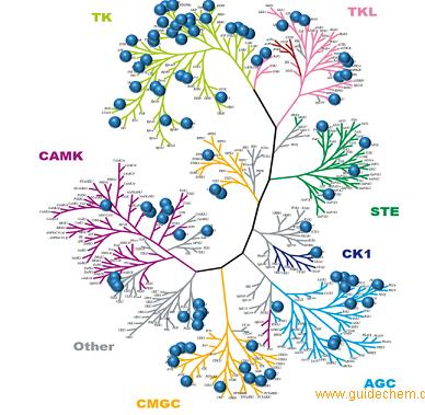 7-Azaindole: A Versatile Scaffold for Developing Kinase Inhibitors ...